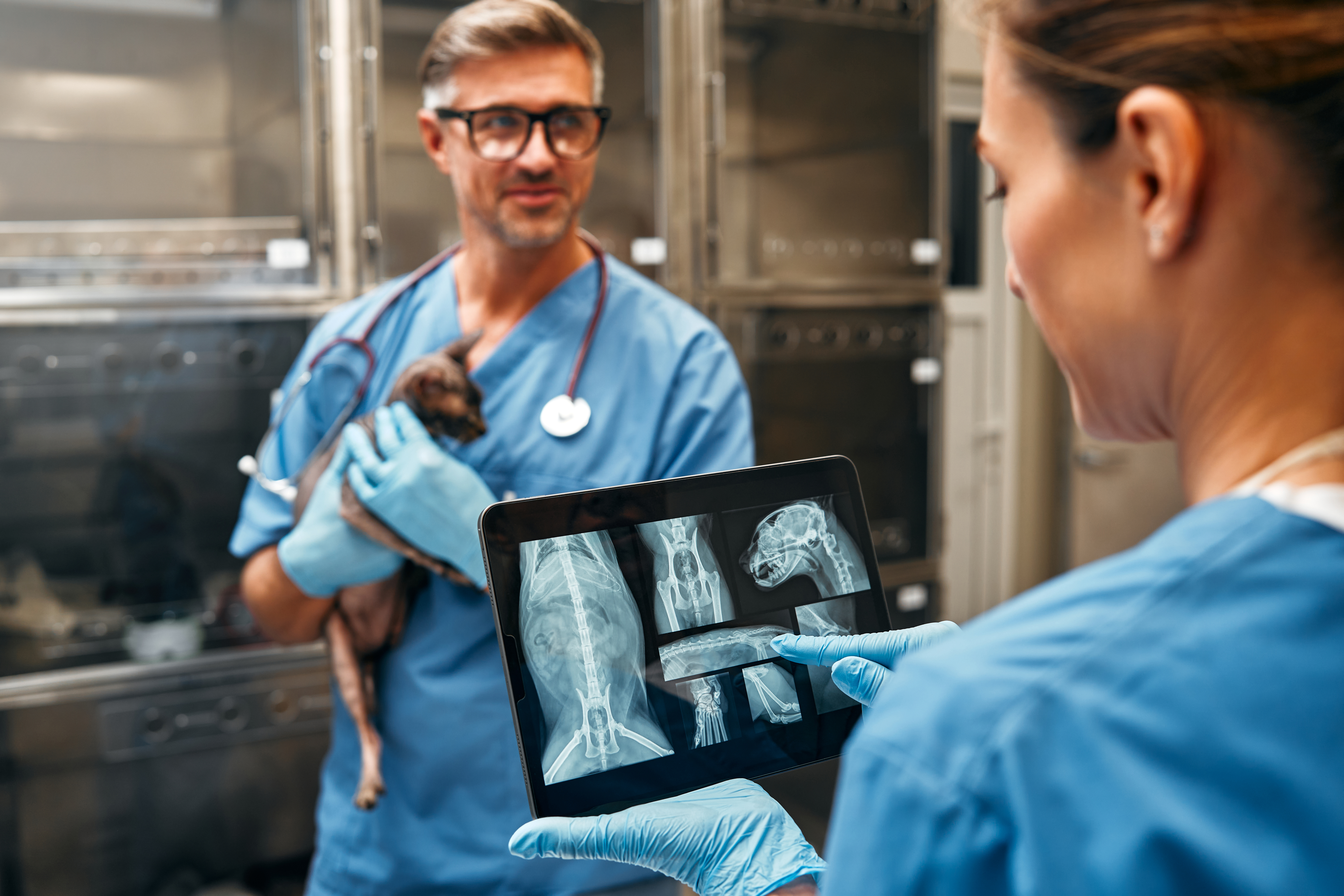 Pet Grooming || Services || PETCURE || Petcure Where Pets Come First!